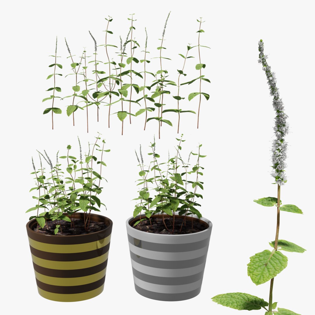 3D Blooming Mint In 2 Pots AND 12x Loose Stems Model - TurboSquid 2058268