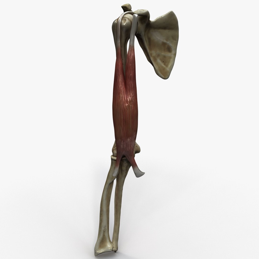 3ds Biceps Muscle Anatomy