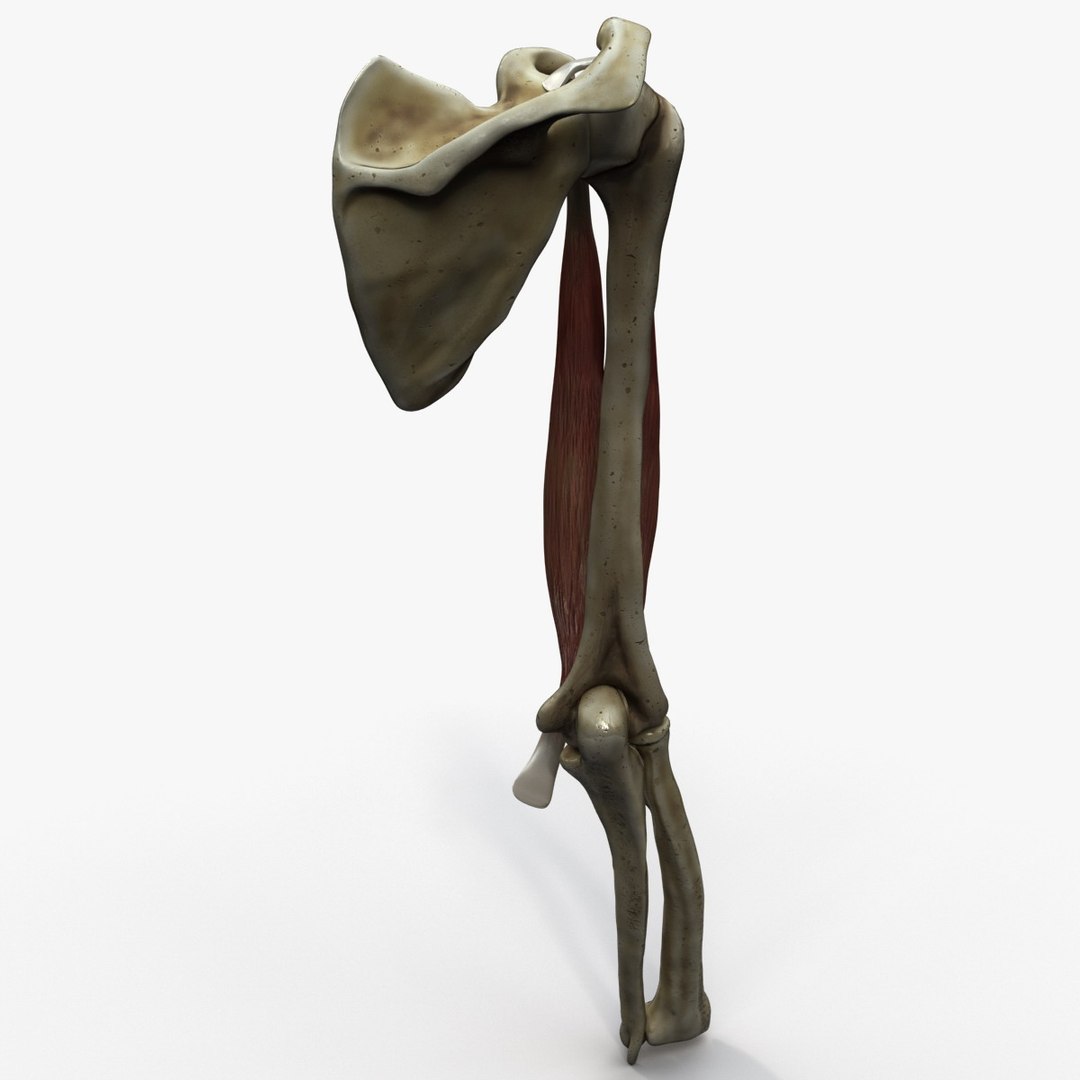 3ds Biceps Muscle Anatomy