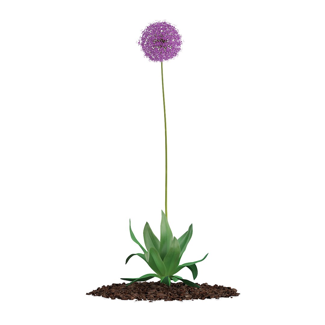 Allium Plant Giganteum 3d Model