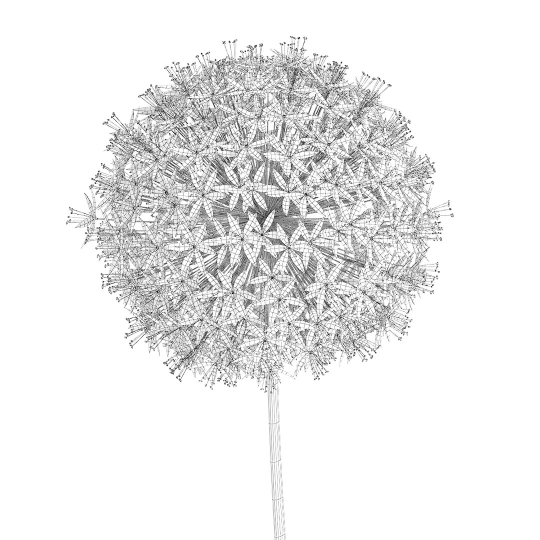 Allium Plant Giganteum 3d Model