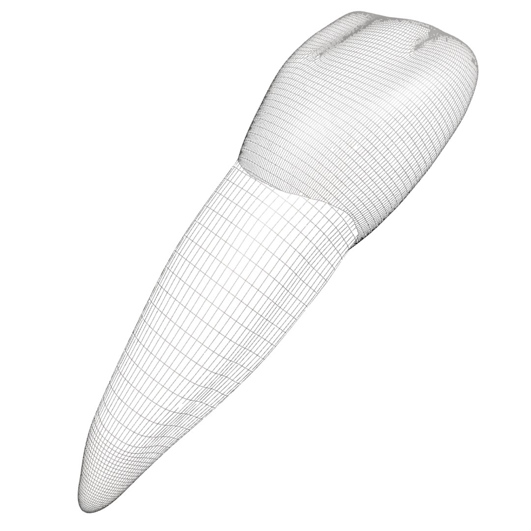3d Model Central Incisor