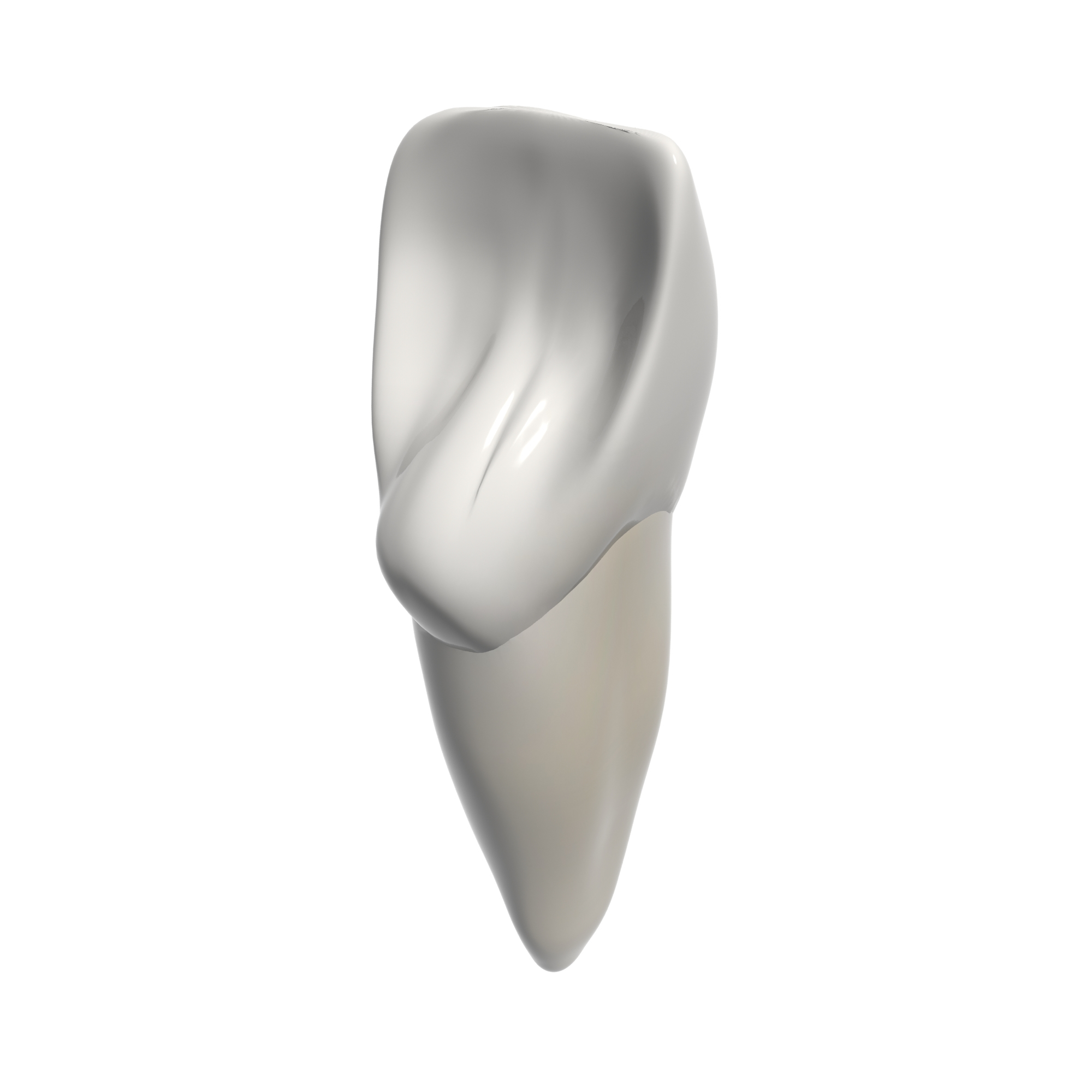 3d model central incisor