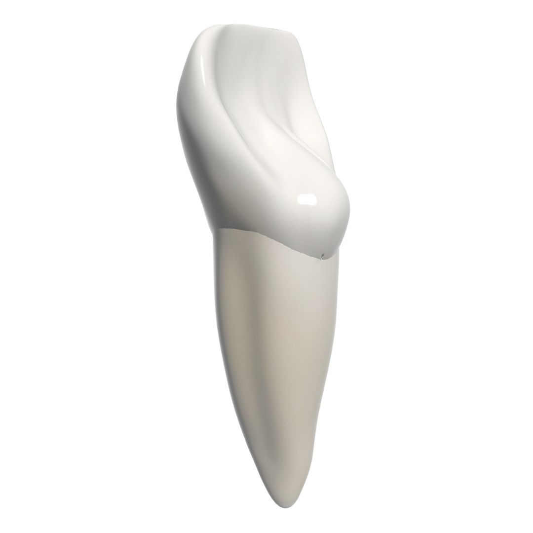 3d Model Central Incisor