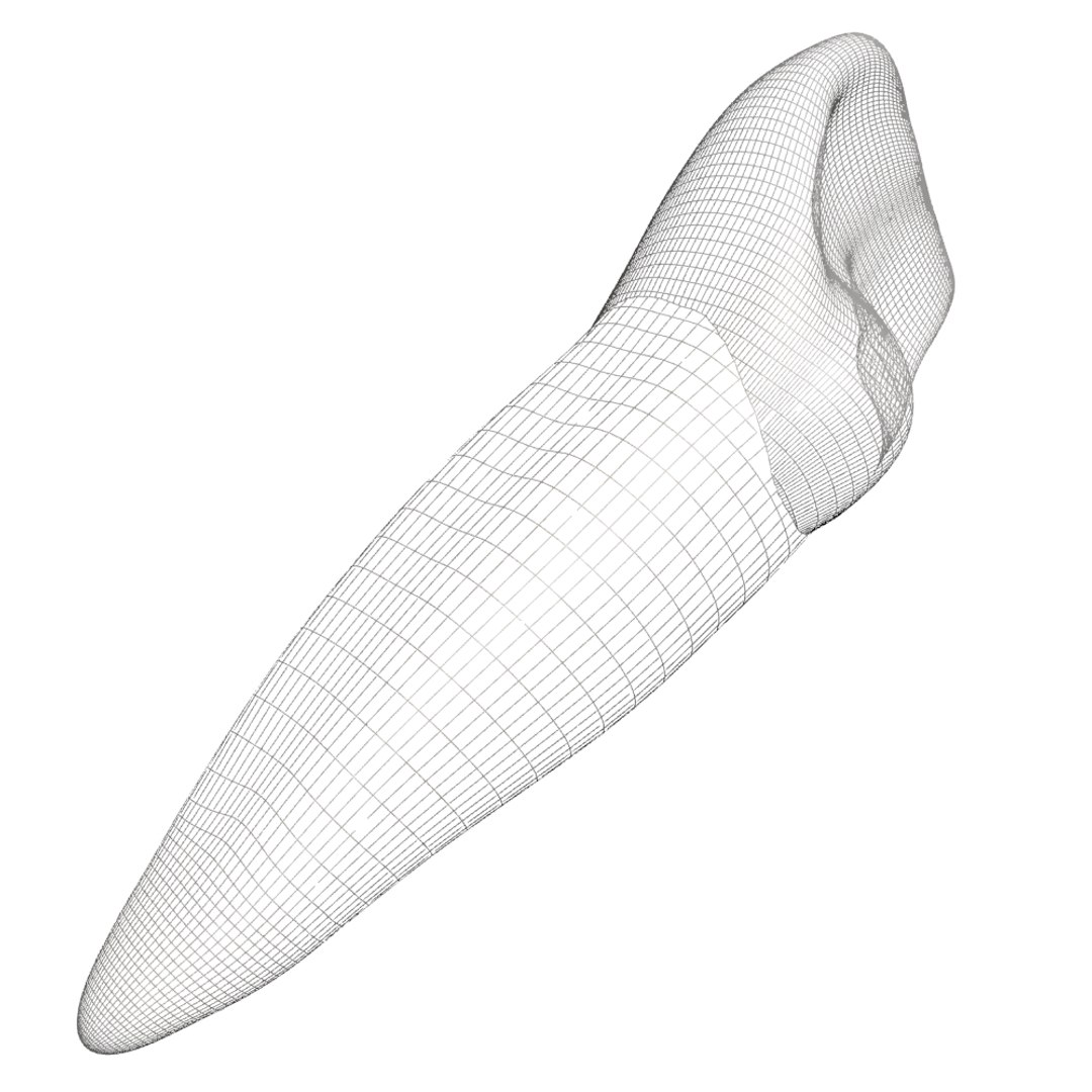 3d Model Central Incisor