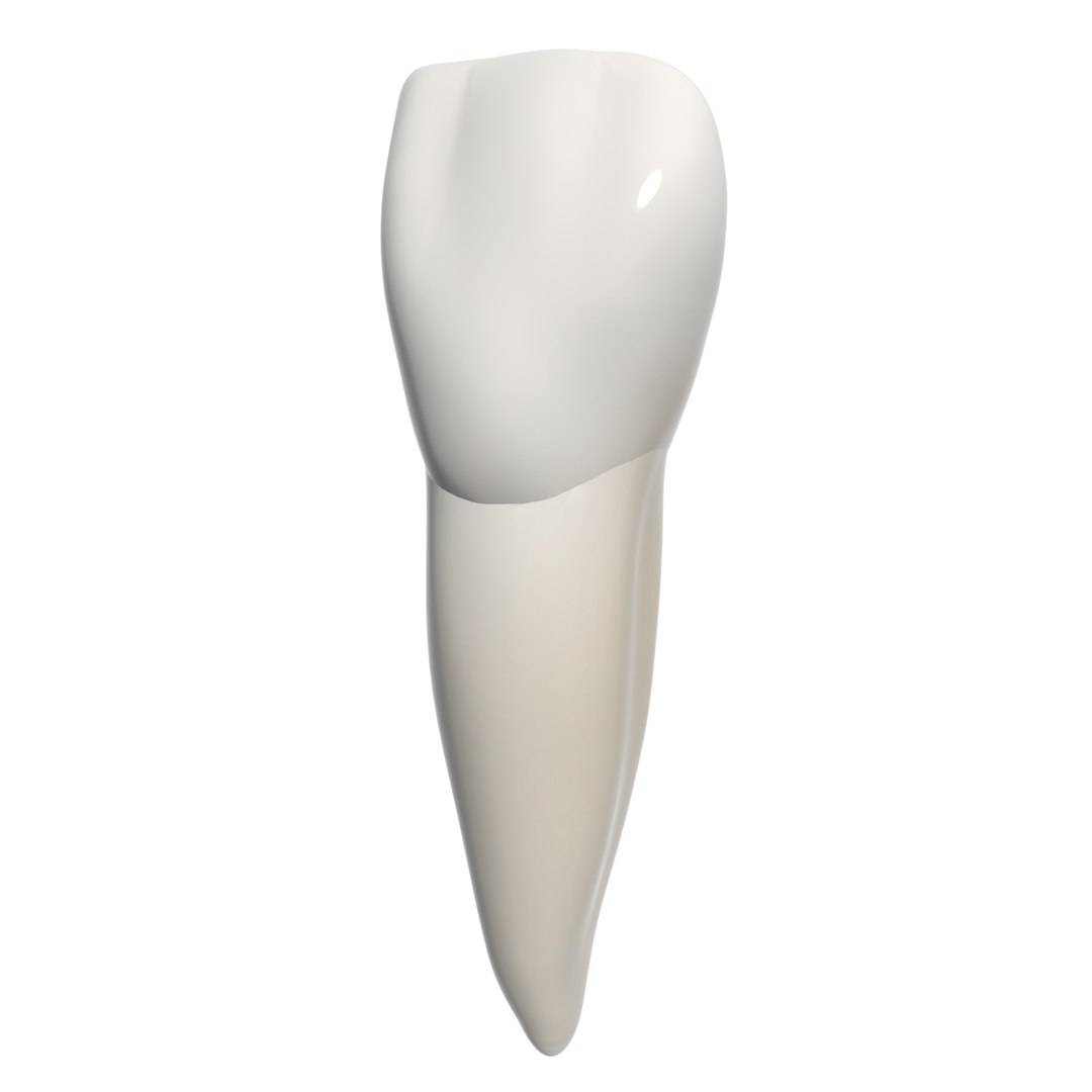 3d Model Central Incisor