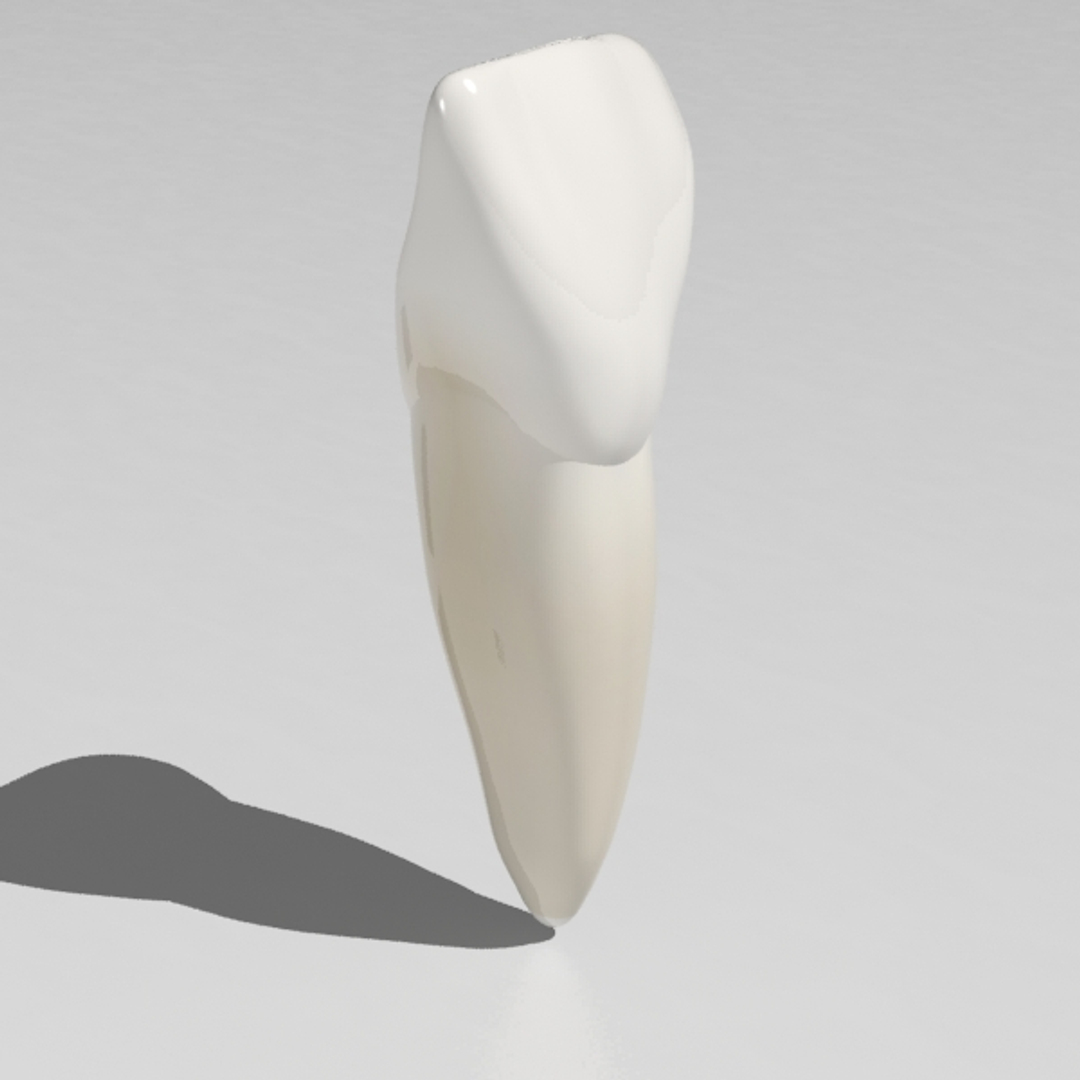 3d Model Central Incisor