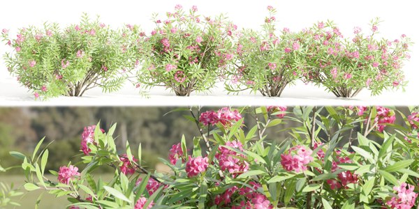3D Oleander Models | TurboSquid