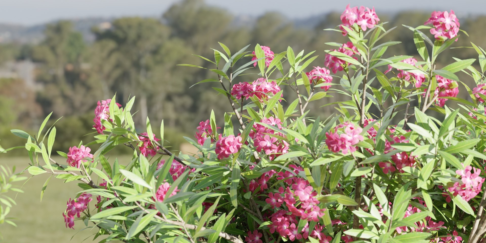 Oleander Collection Vol 166-Blender 3D Model - TurboSquid 2155589