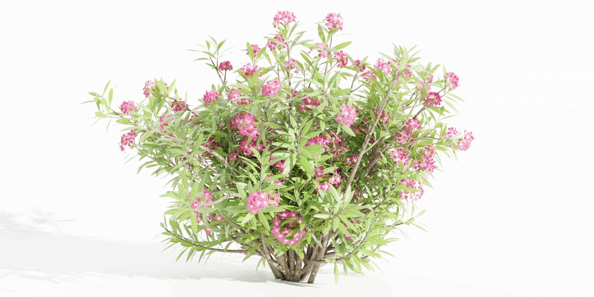 Oleander Collection Vol 166-Blender 3D Model - TurboSquid 2155589