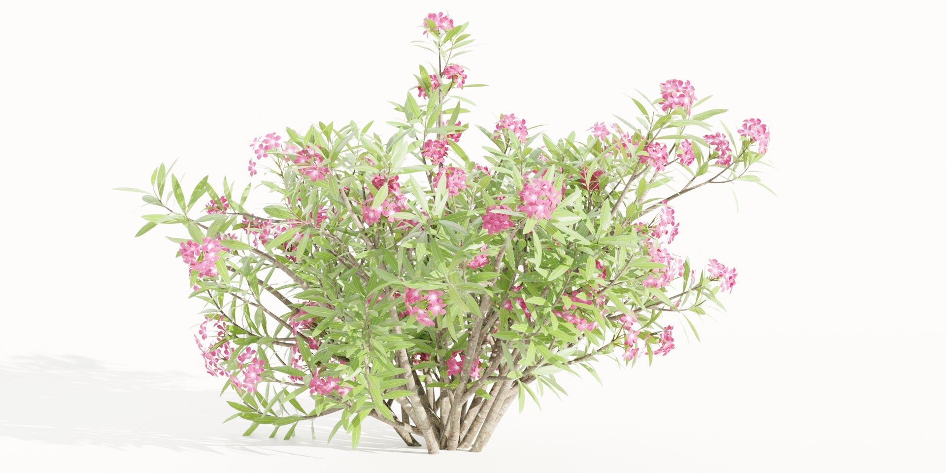 Oleander Collection Vol 166-Blender 3D Model - TurboSquid 2155589