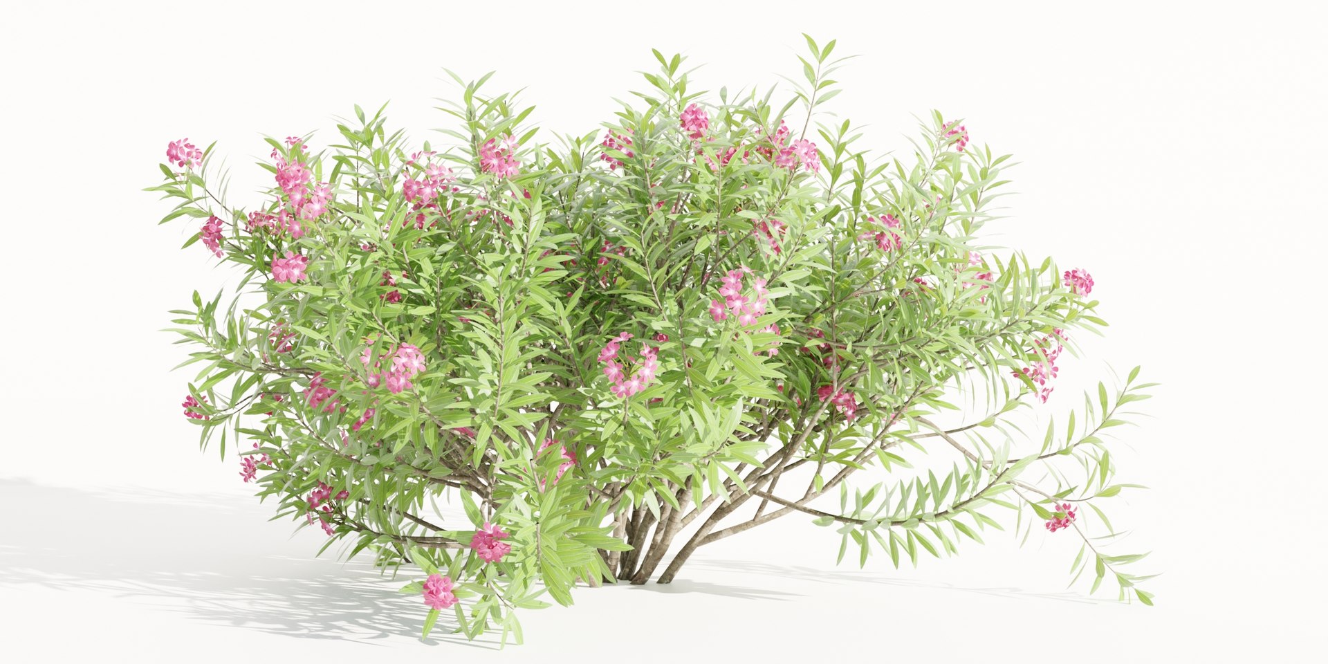 Oleander Collection Vol 166-Blender 3D Model - TurboSquid 2155589