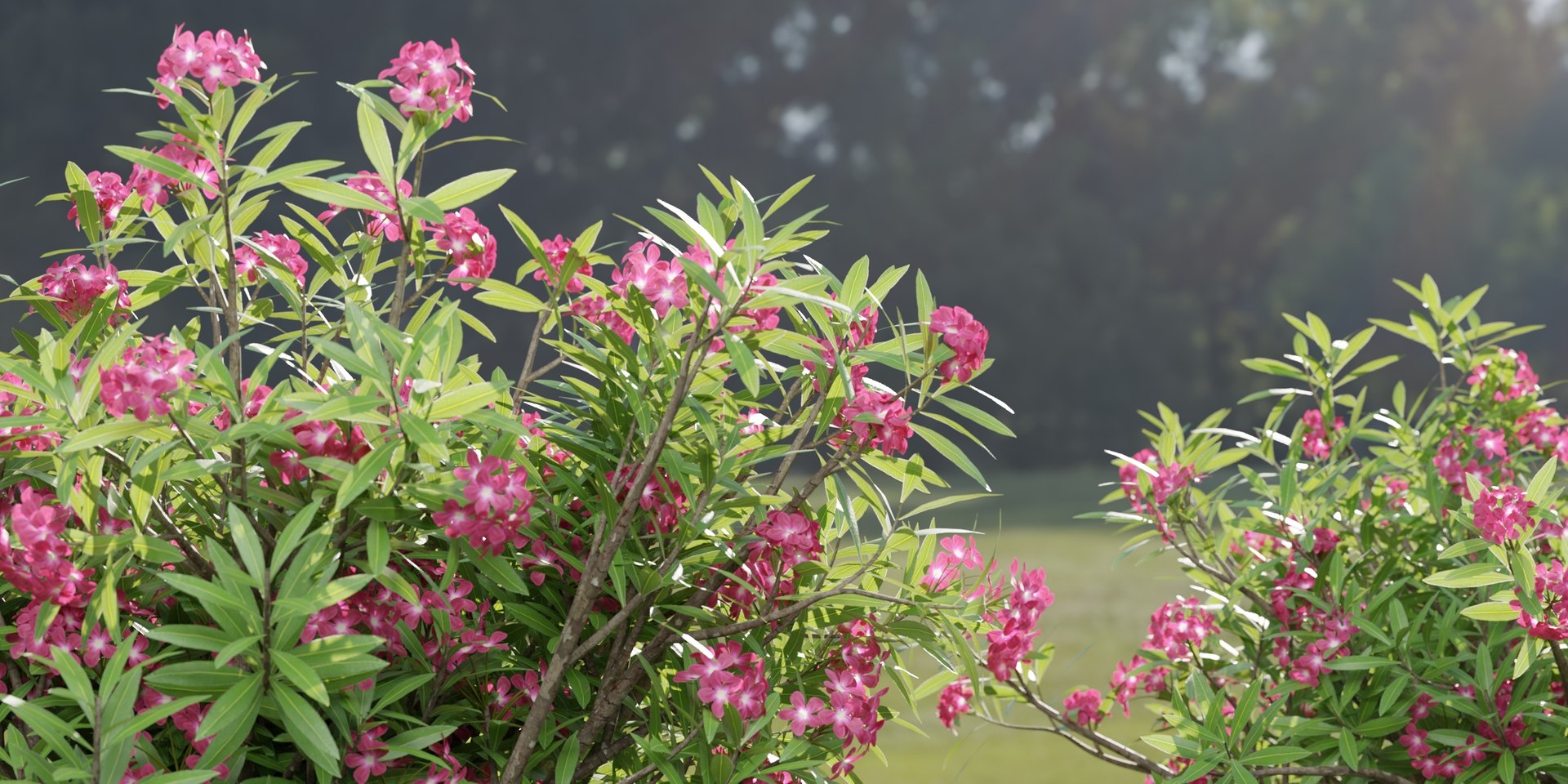 Oleander Collection Vol 166-Blender 3D Model - TurboSquid 2155589