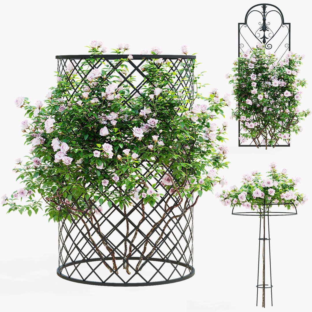 Climbing Rose 3D Model - TurboSquid 2297010