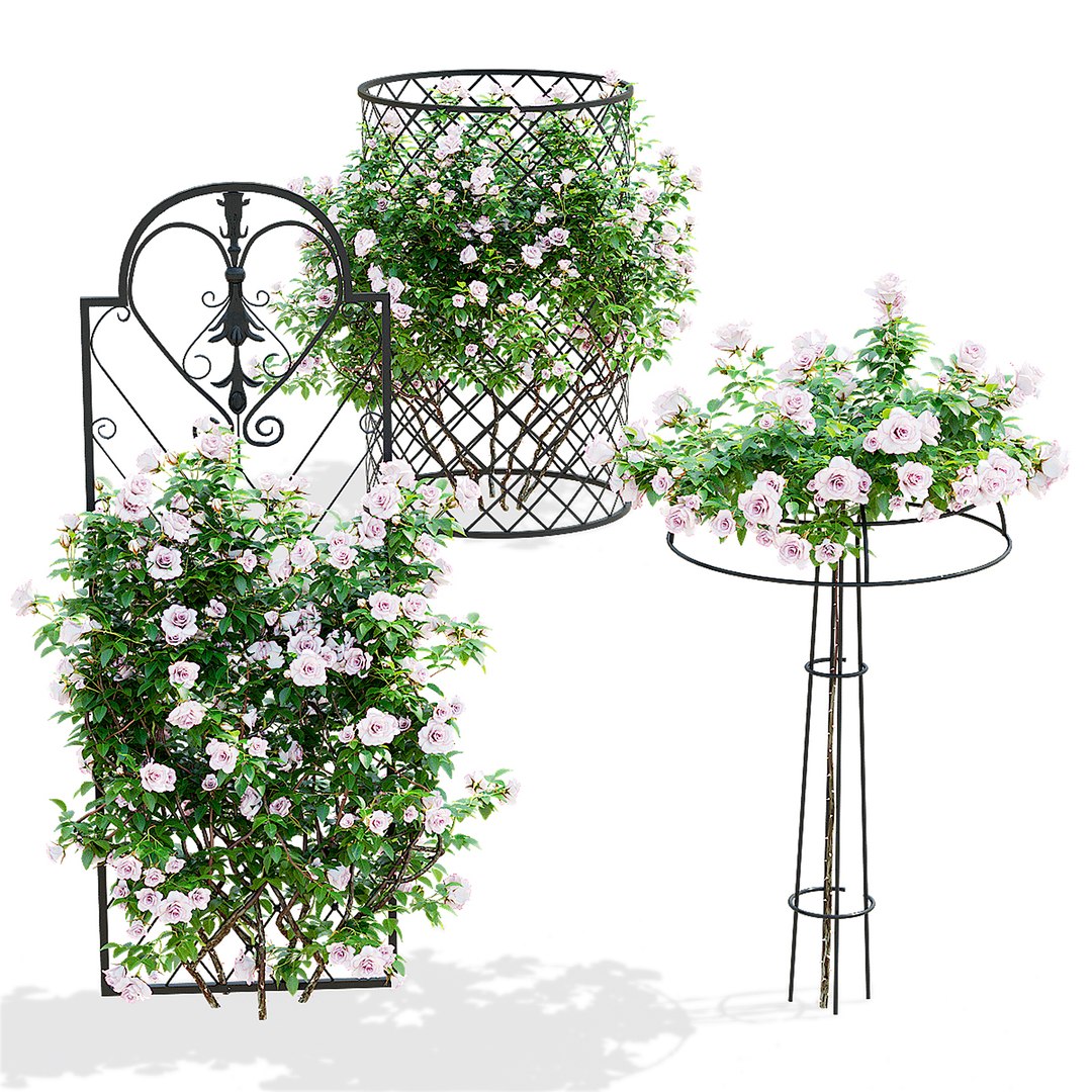 Climbing Rose 3D Model - TurboSquid 2297010