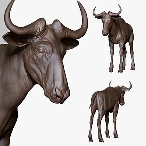 Wildebeest 3D Models for Download | TurboSquid