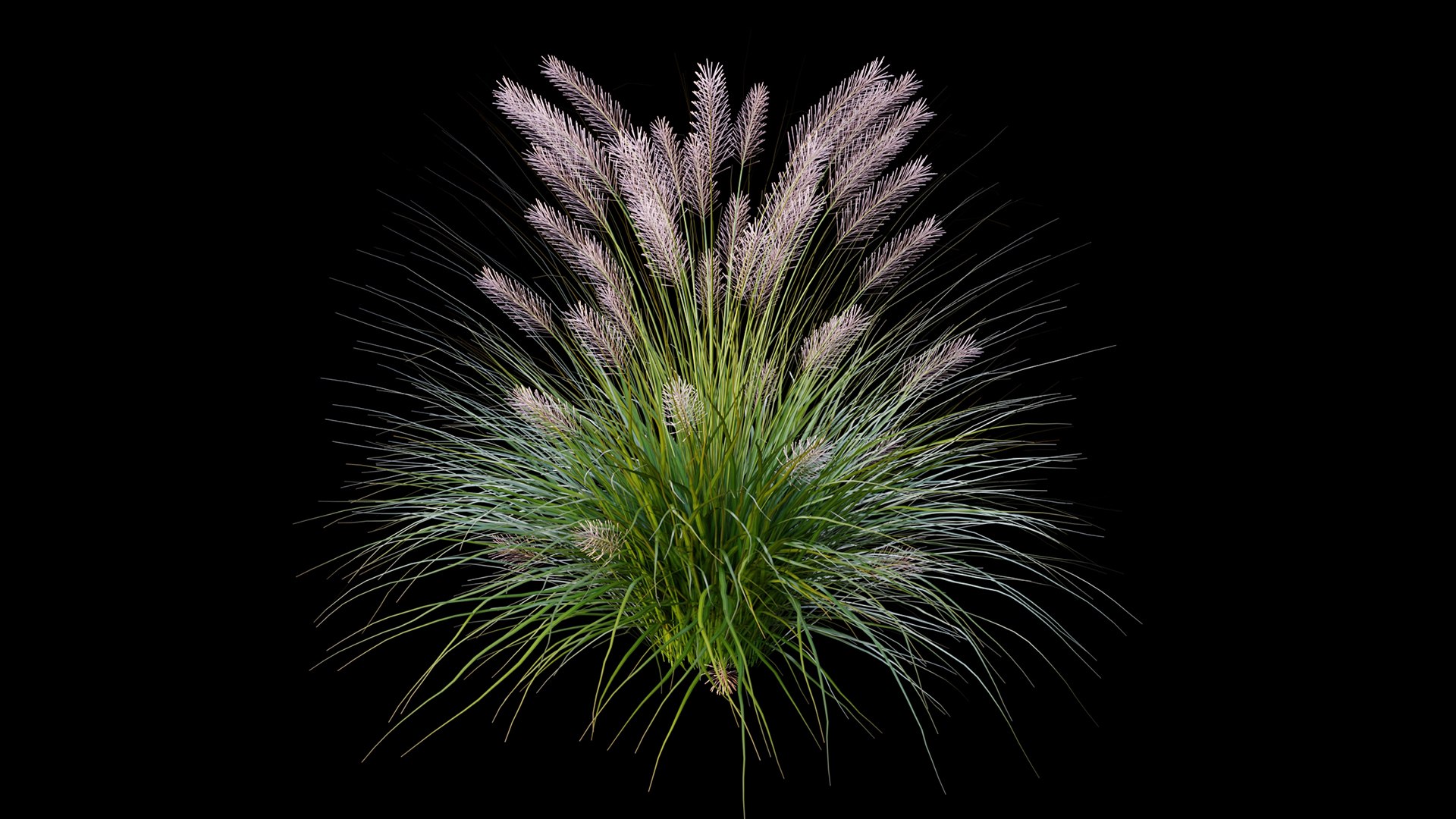 3D Muhlenbergia Model - TurboSquid 1863972