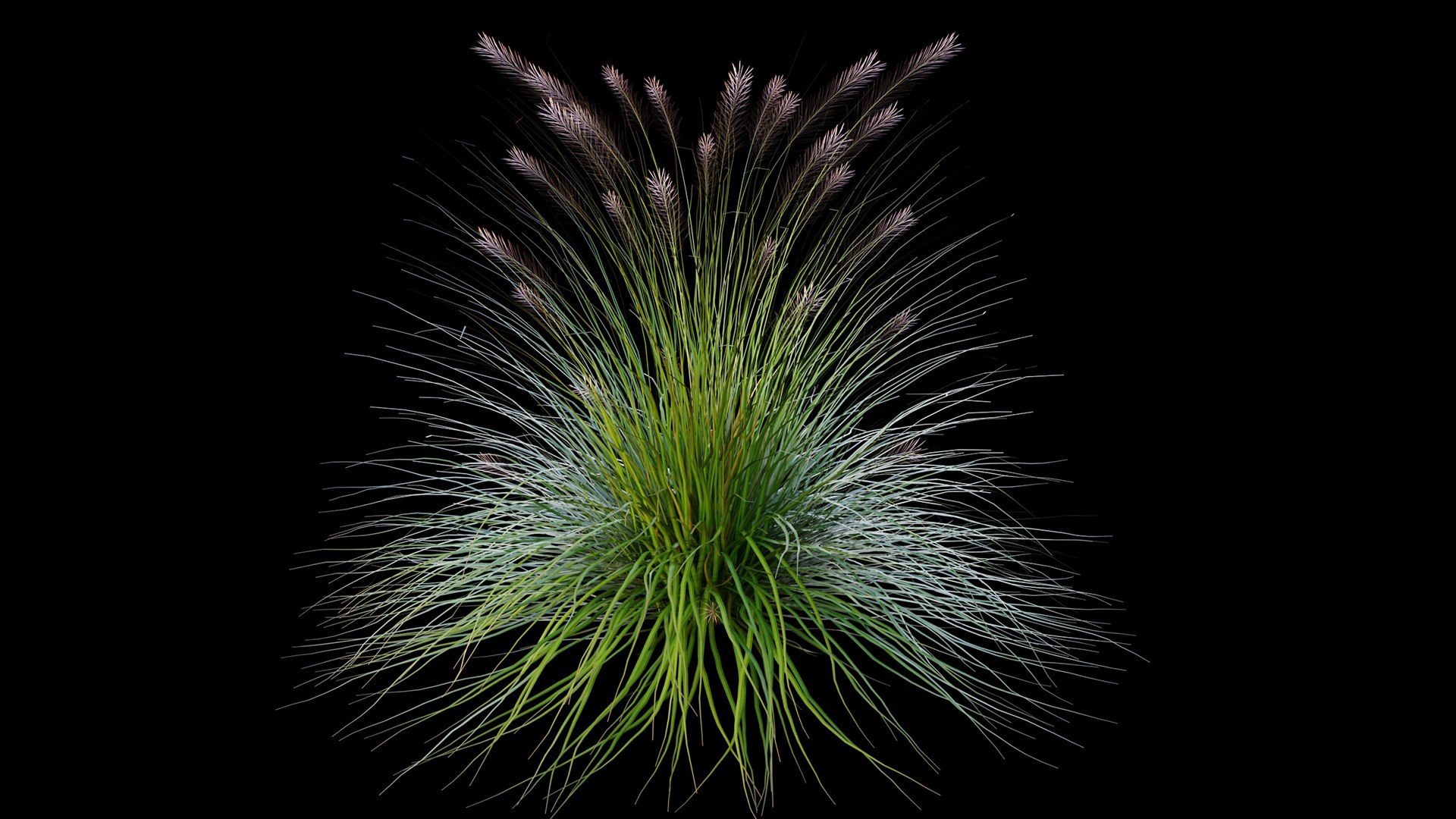 3D Muhlenbergia Model - TurboSquid 1863972
