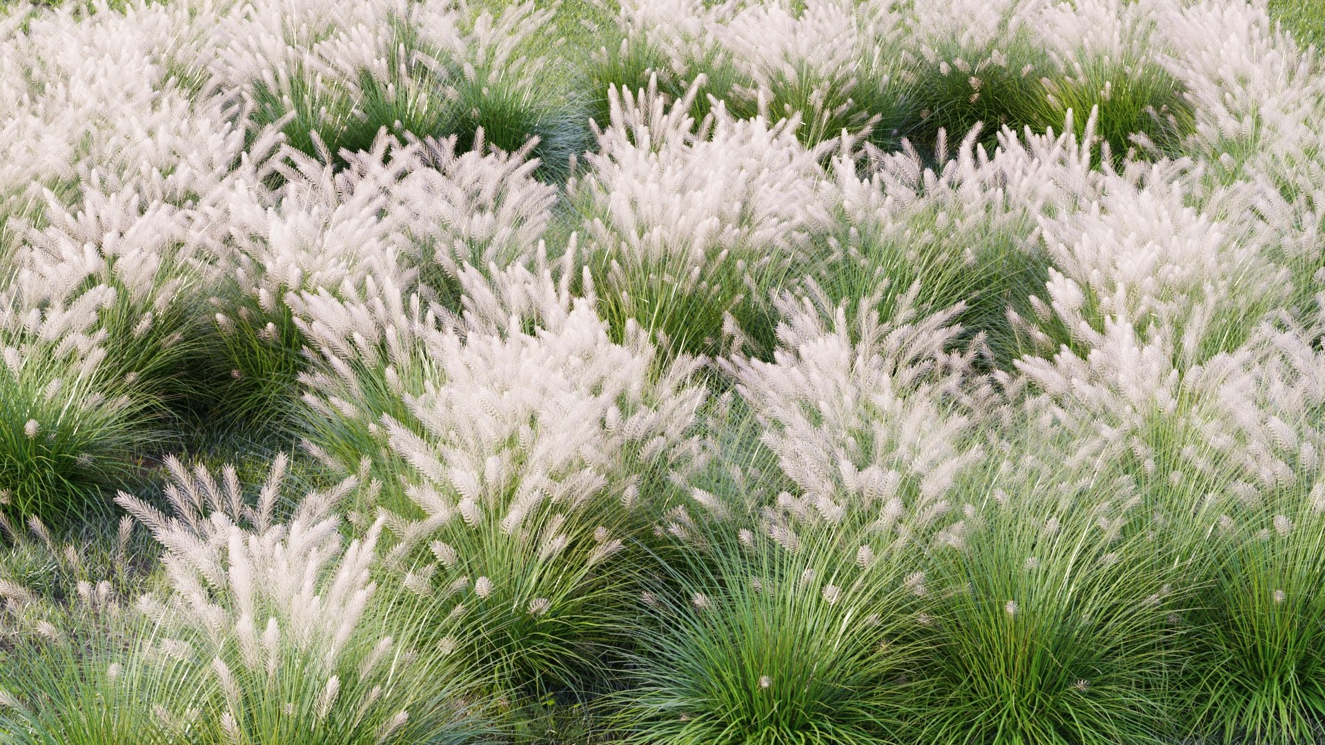3D Muhlenbergia Model - TurboSquid 1863972