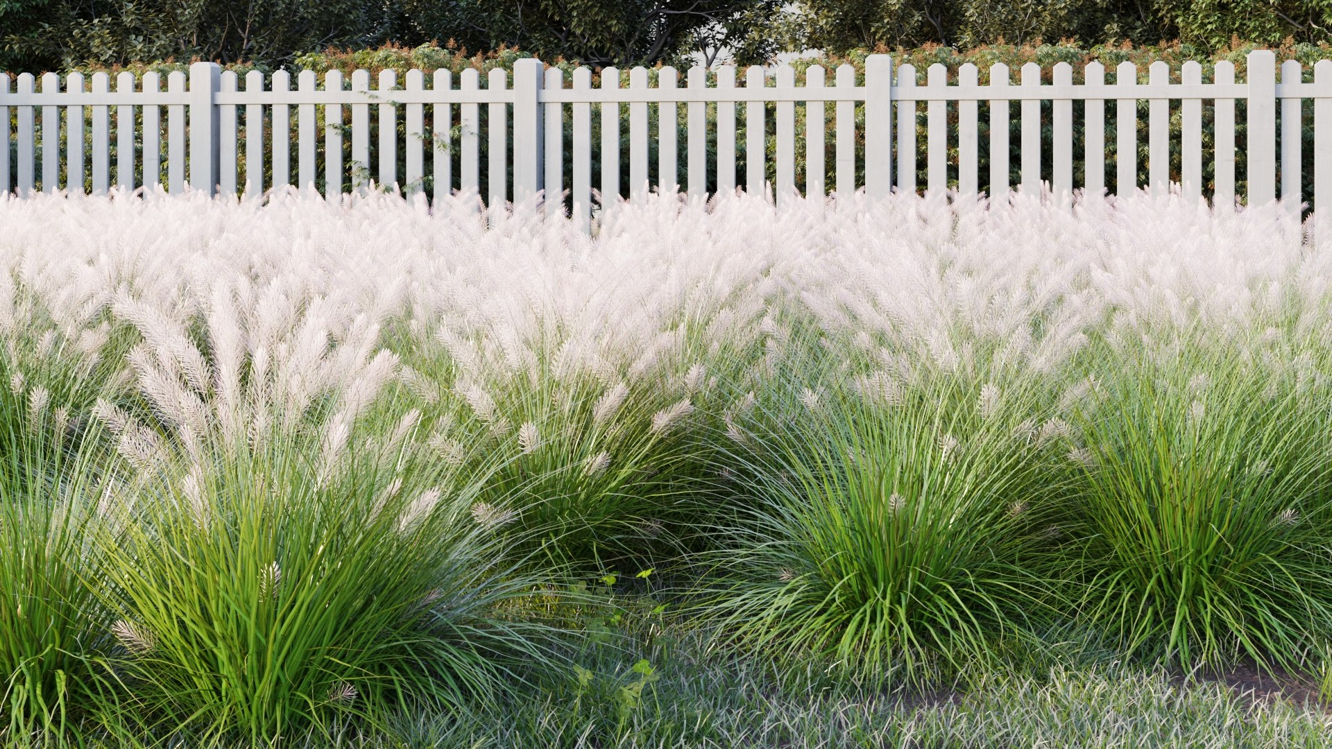 3D Muhlenbergia Model - TurboSquid 1863972