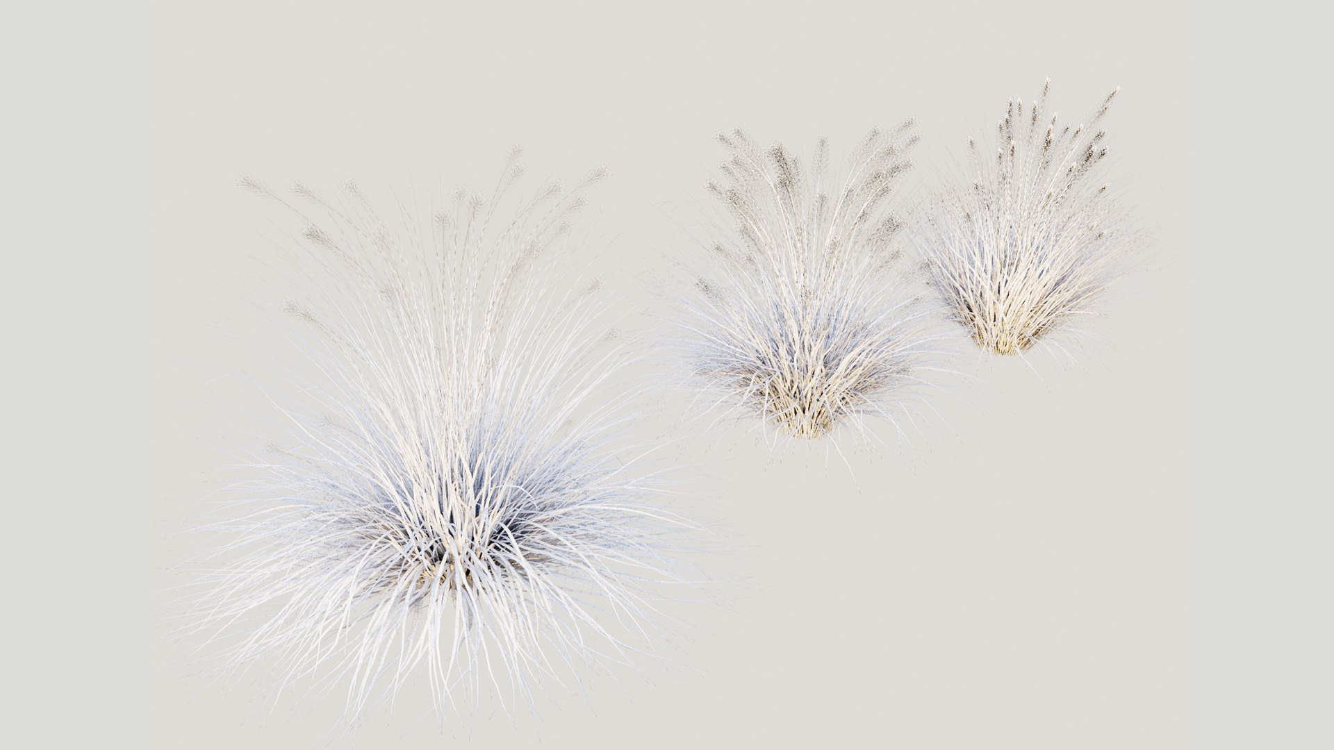 3D Muhlenbergia Model - TurboSquid 1863972