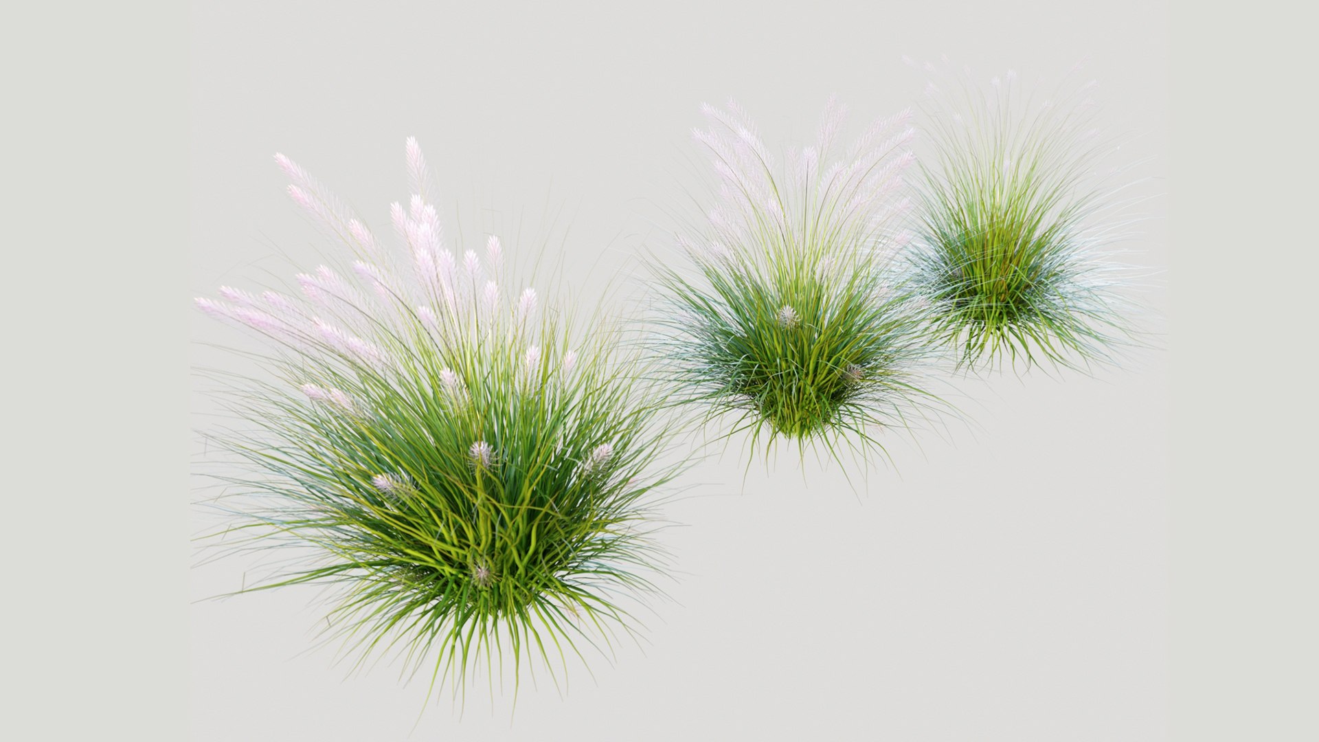 3D Muhlenbergia Model - TurboSquid 1863972