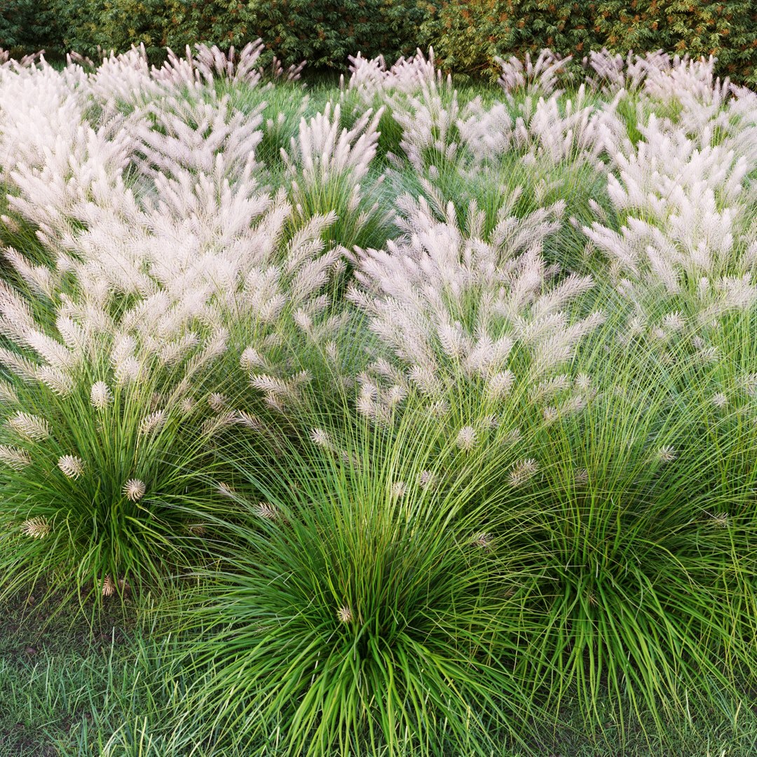 3D Muhlenbergia Model - TurboSquid 1863972