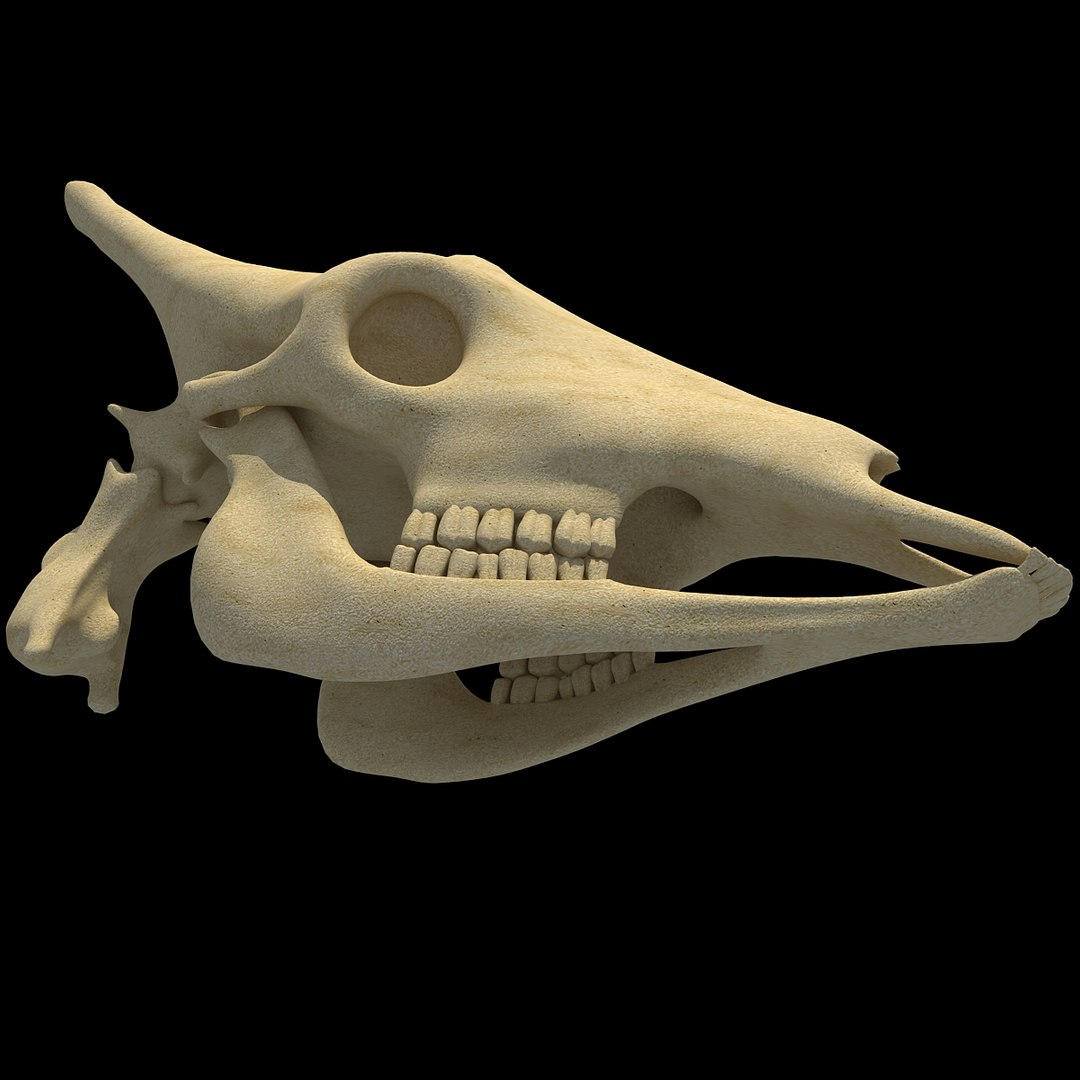giraffe skull skeleton 3d 3ds