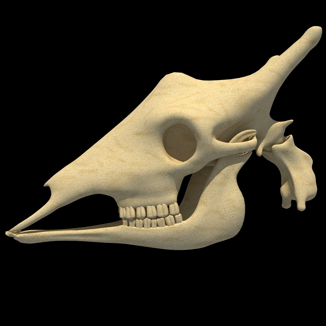 giraffe skull skeleton 3d 3ds