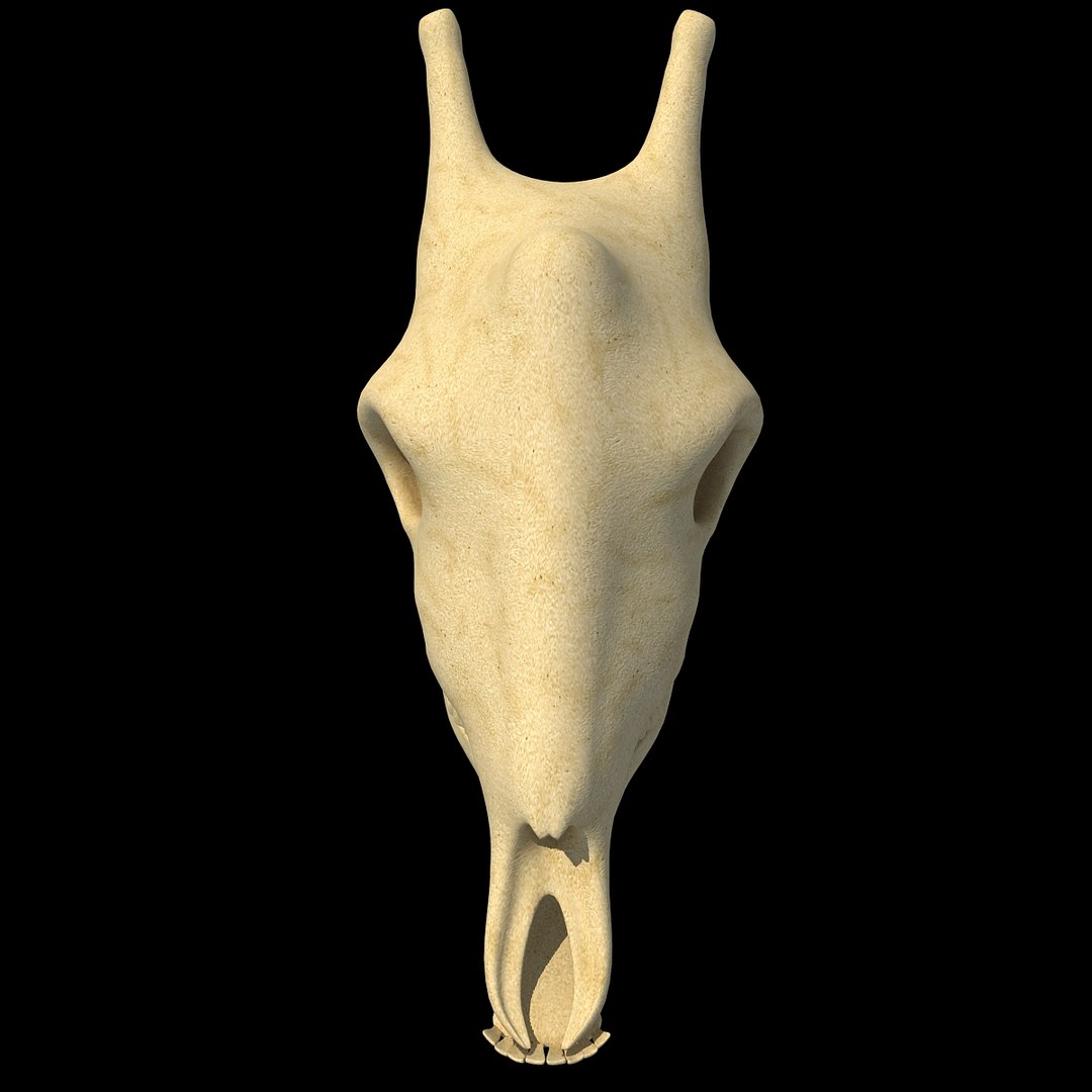 giraffe skull skeleton 3d 3ds
