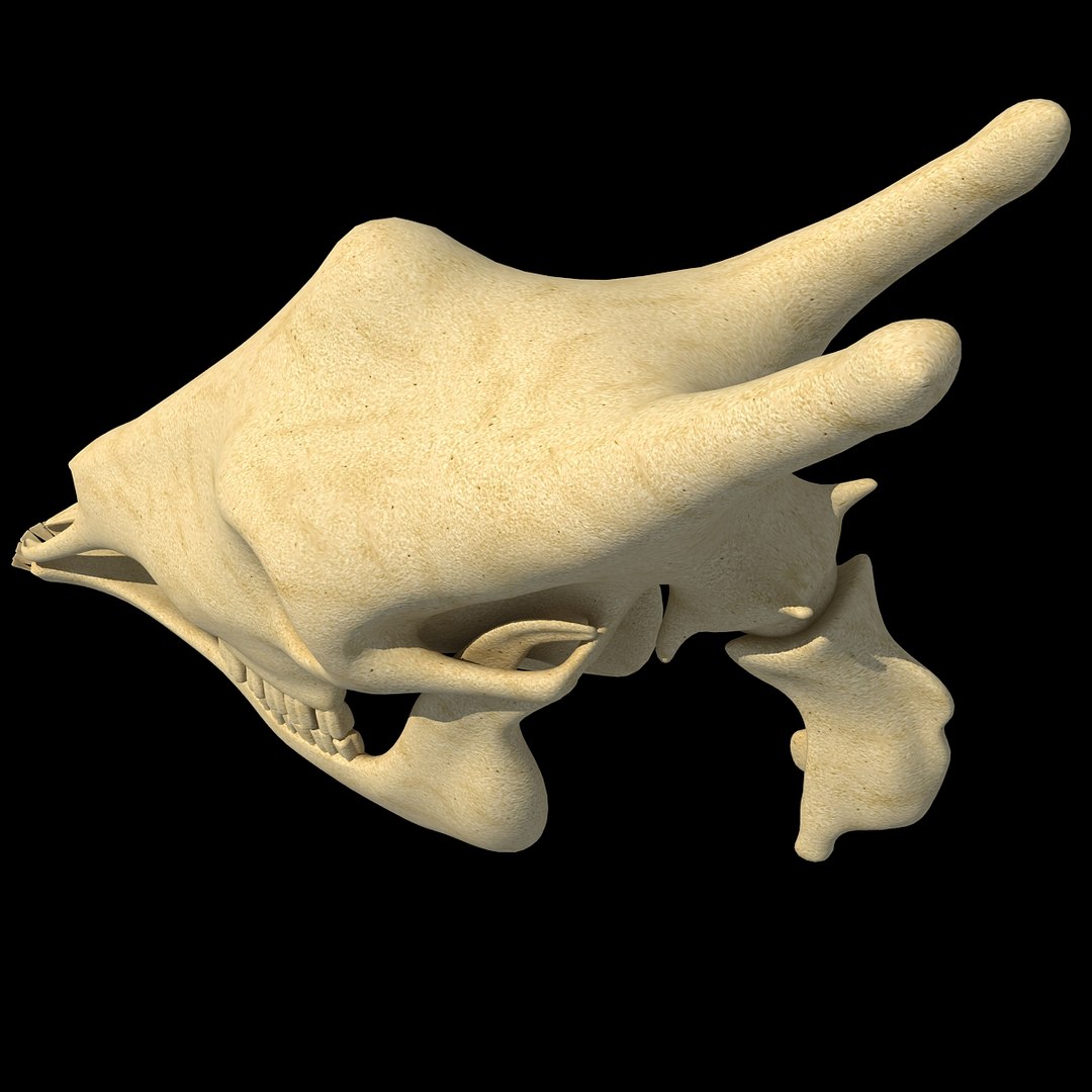 giraffe skull skeleton 3d 3ds
