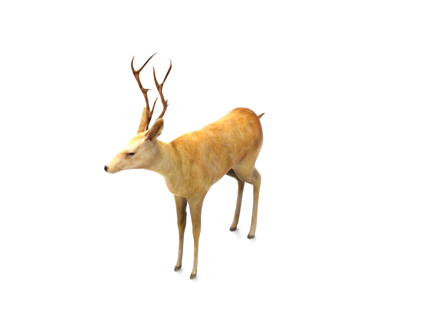 Max Deer Rigged