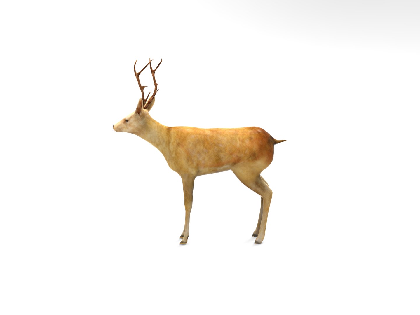 Max Deer Rigged