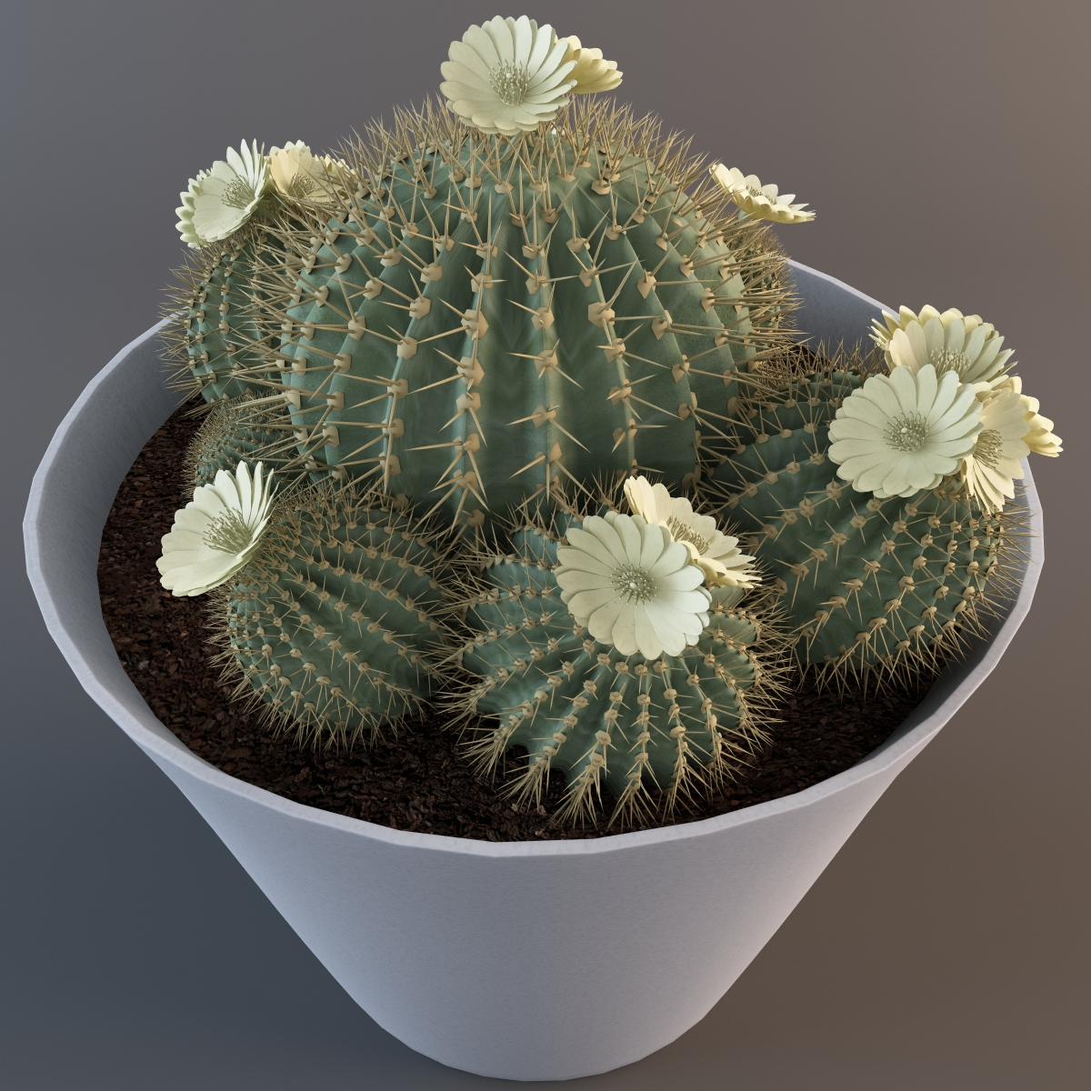 3ds epiphyllum cactus