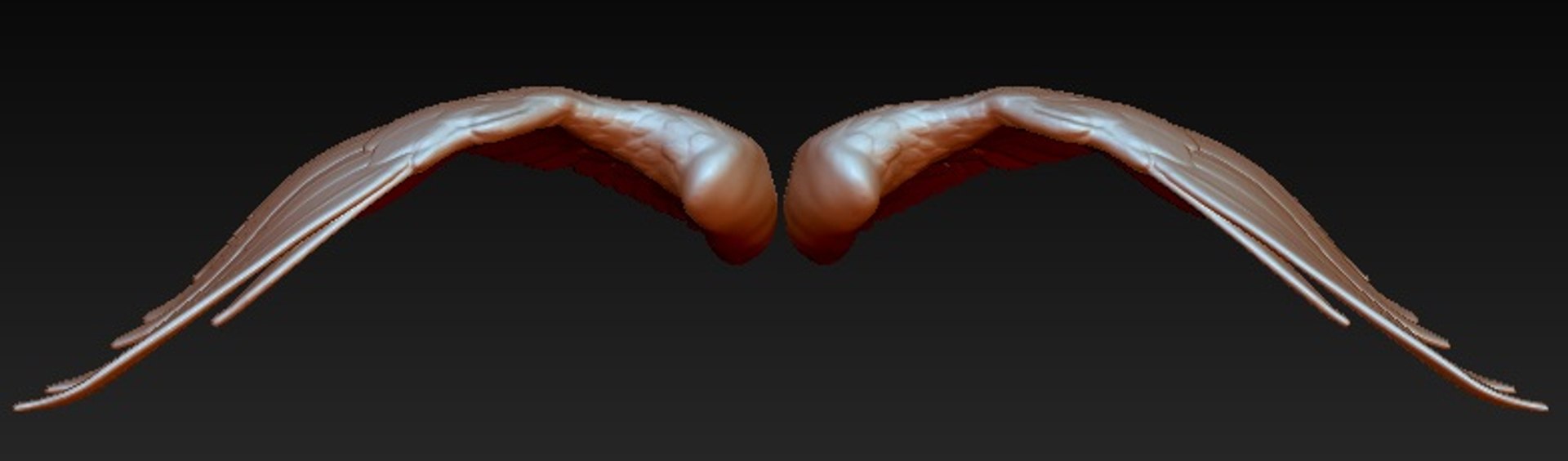 Bird Wings 3d Model