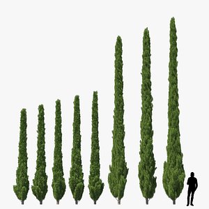 3d italian cypress tree model