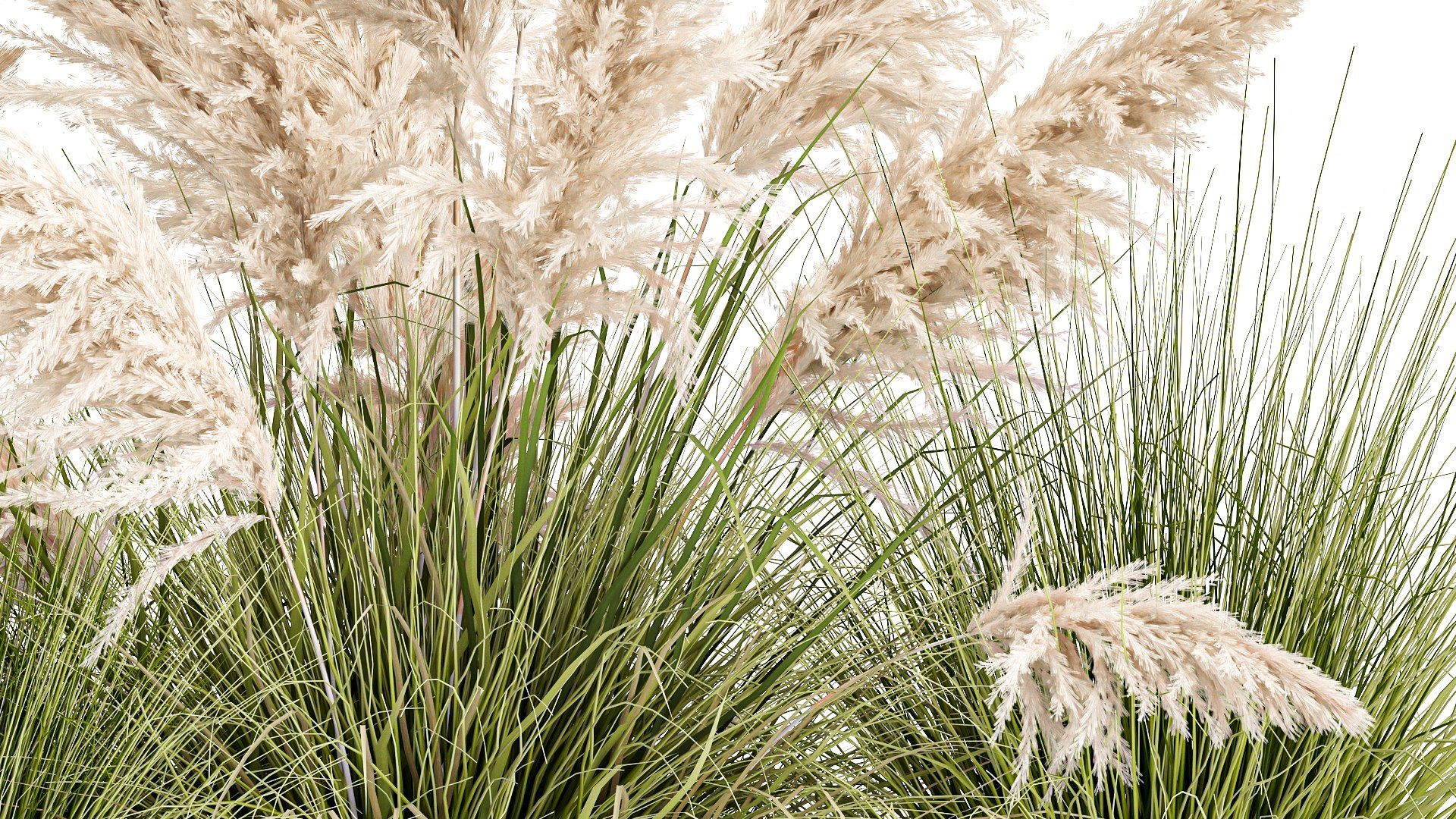 3D Potted Reeds For Landscaping 1077 - TurboSquid 1817988