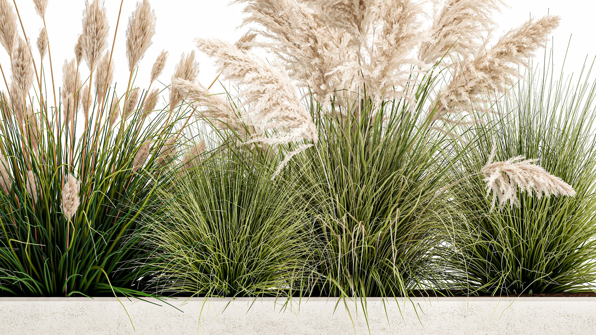 3D Potted Reeds For Landscaping 1077 - TurboSquid 1817988