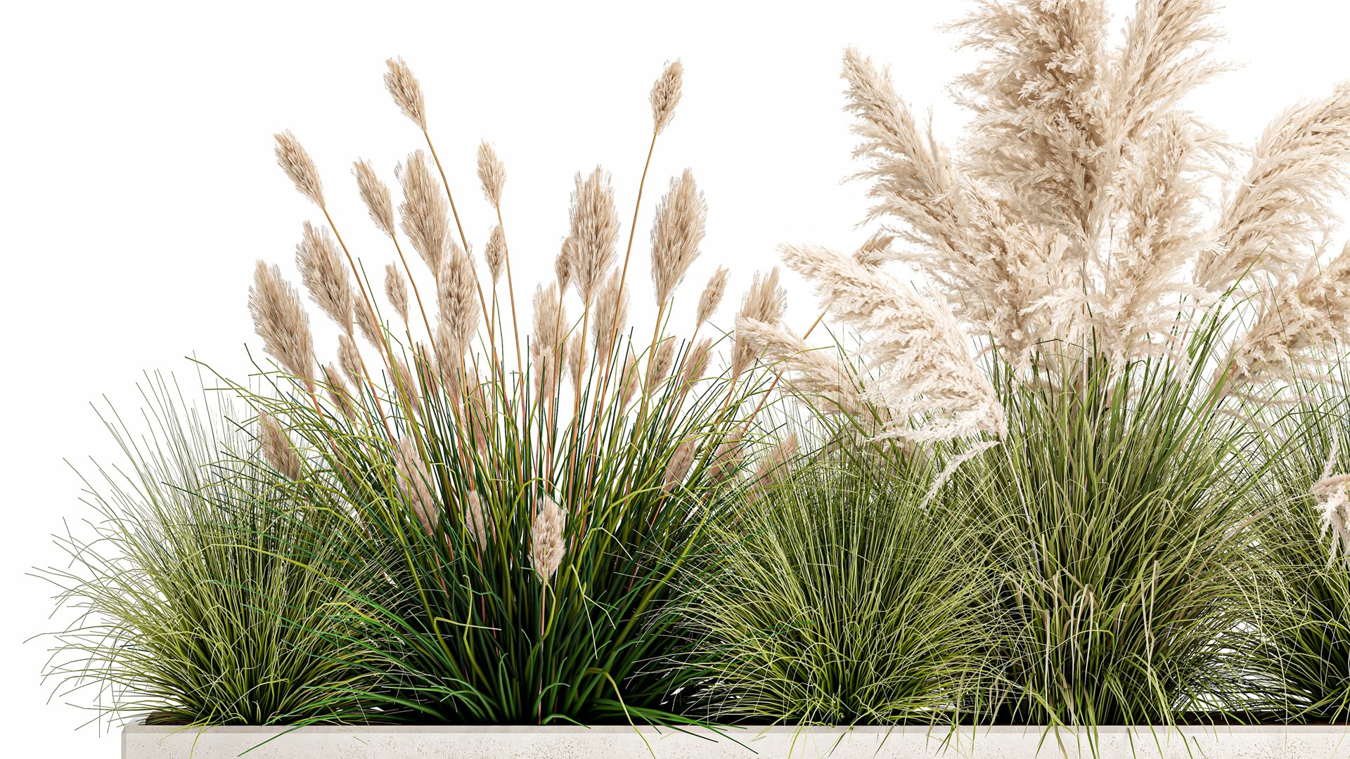 3D Potted Reeds For Landscaping 1077 - TurboSquid 1817988
