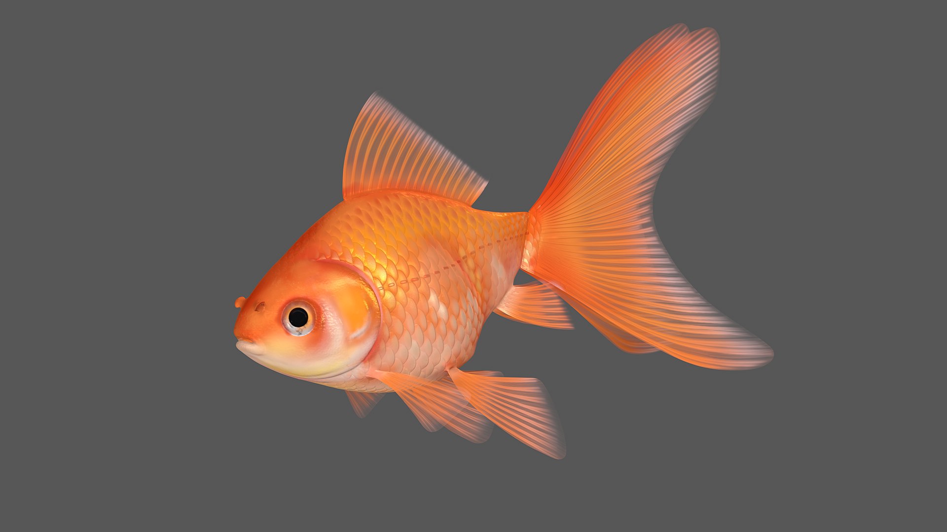 3D Goldfish Classic Veiltail 8K model - TurboSquid 1859195