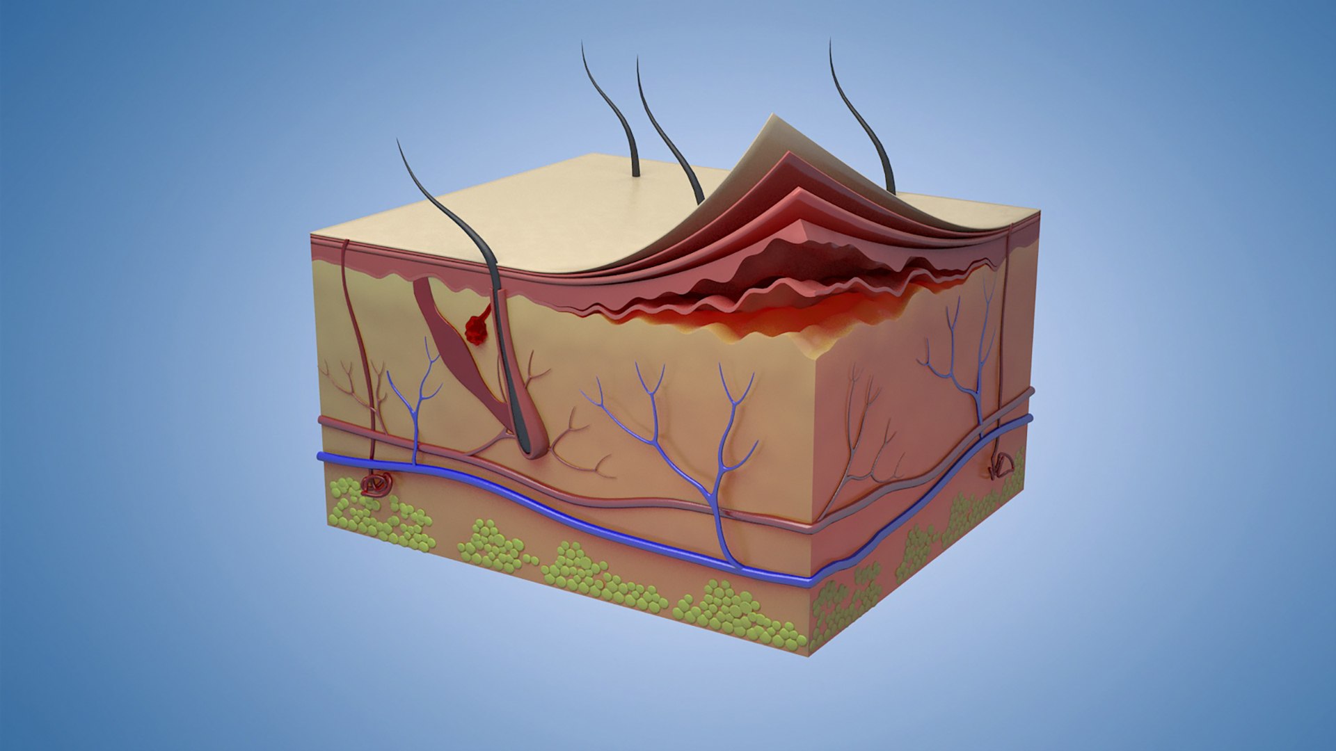 Skin Parts Anatomy Cross Sections 3D - TurboSquid 1863513