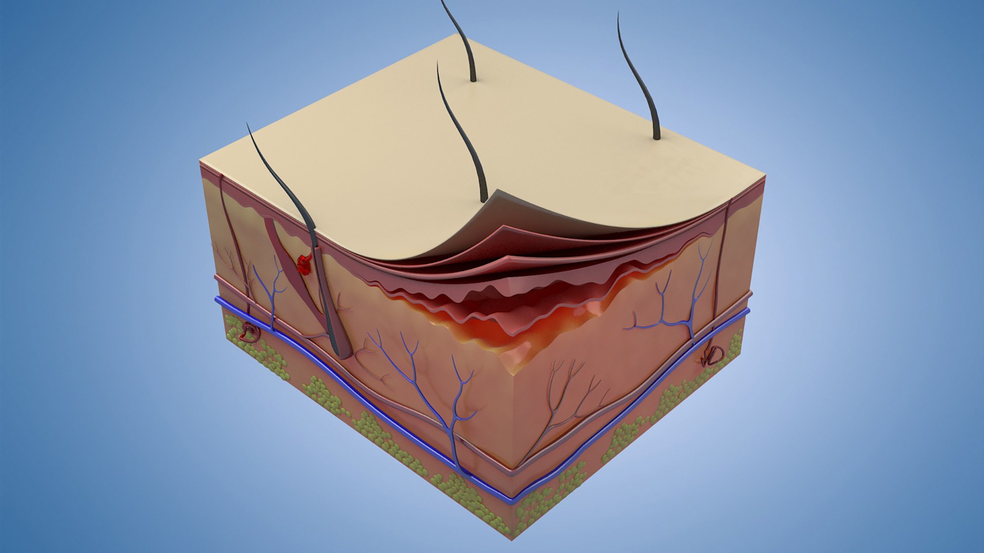 Skin Parts Anatomy Cross Sections 3D - TurboSquid 1863513