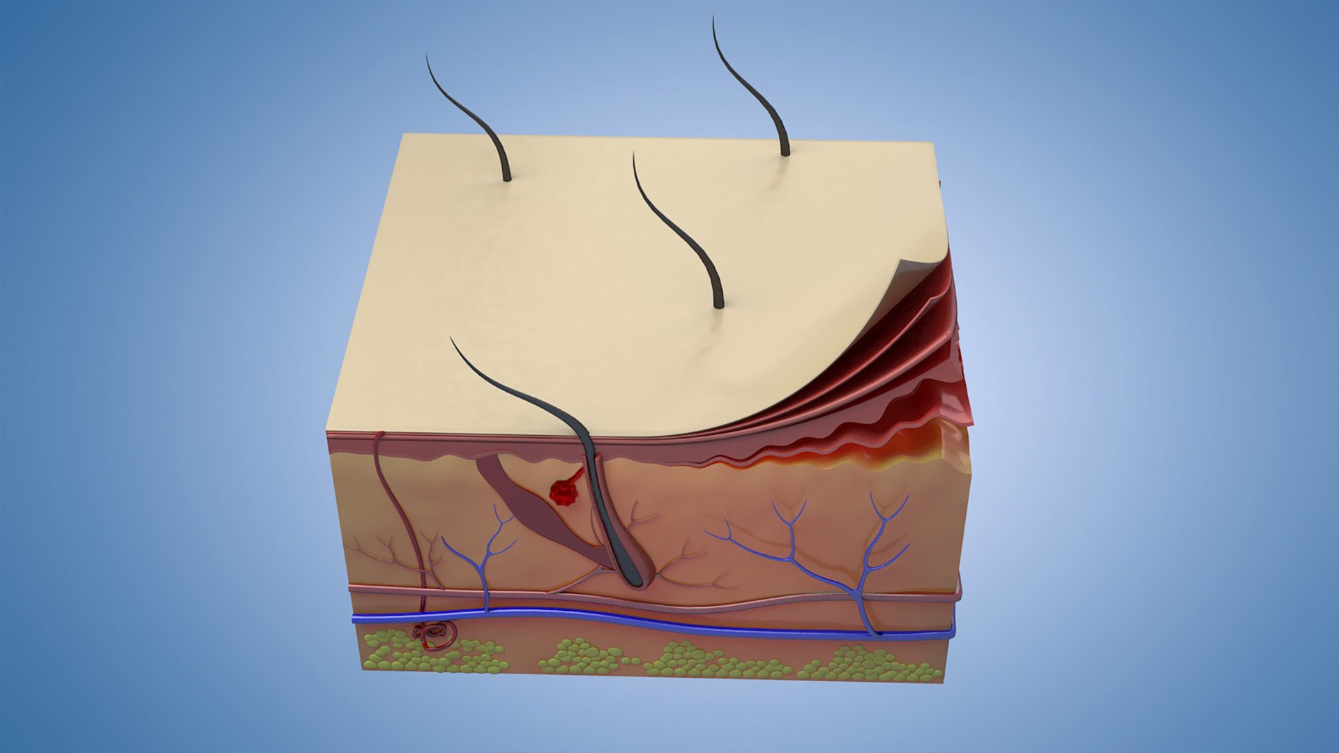 Skin Parts Anatomy Cross Sections 3D - TurboSquid 1863513