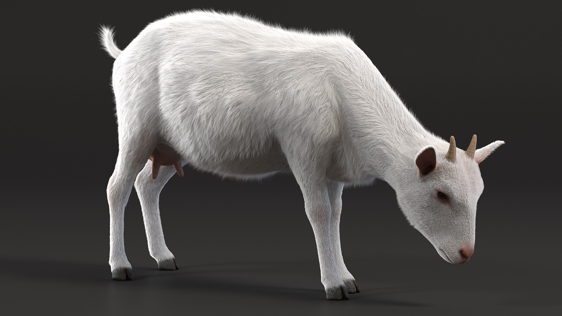Domestic Goat Eating Pose Fur 3D - TurboSquid 1991632