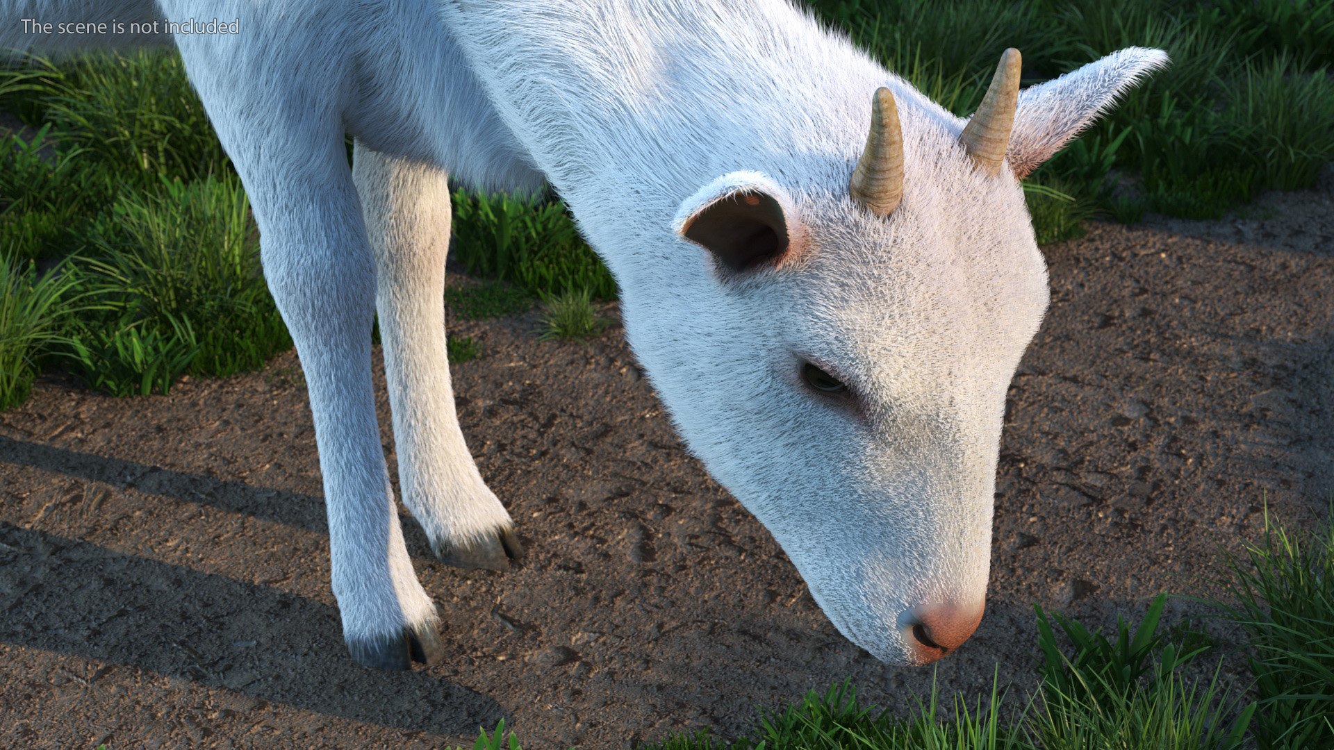 Domestic Goat Eating Pose Fur 3D - TurboSquid 1991632