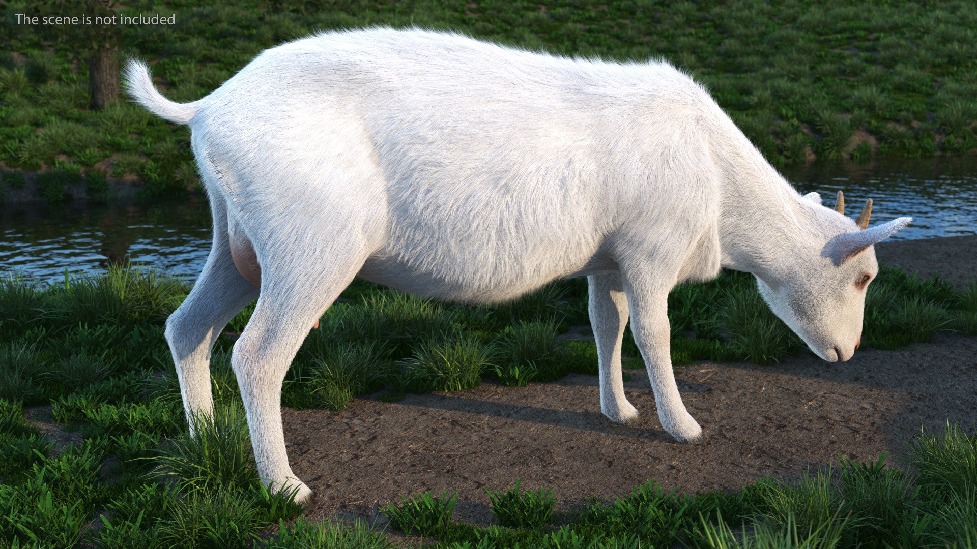 Domestic Goat Eating Pose Fur 3D - TurboSquid 1991632
