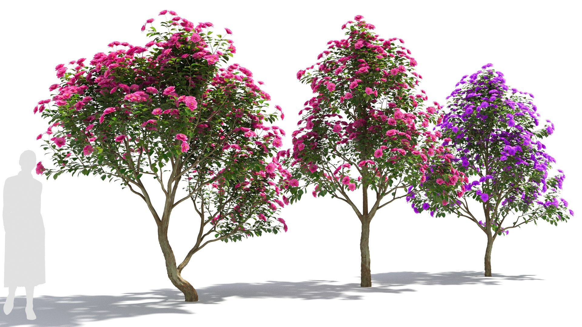 Camellias 3D Model - TurboSquid 2048390