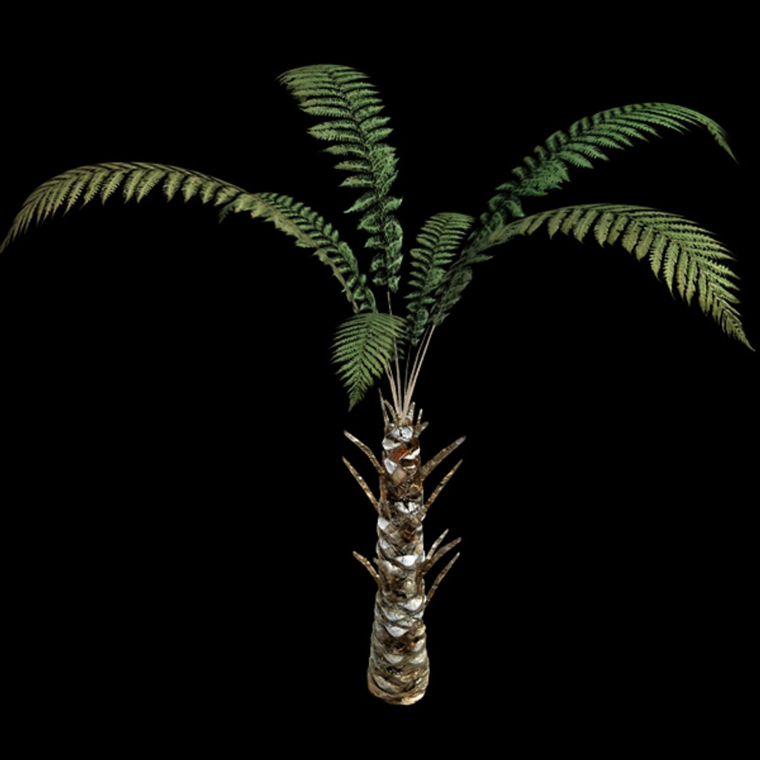 3d Model Of Tree Fern