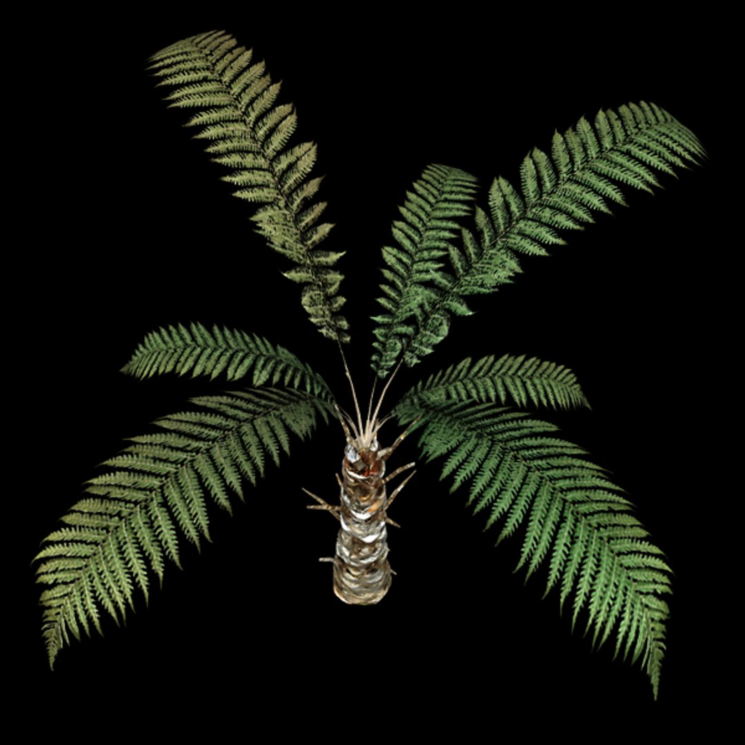 3d Model Of Tree Fern