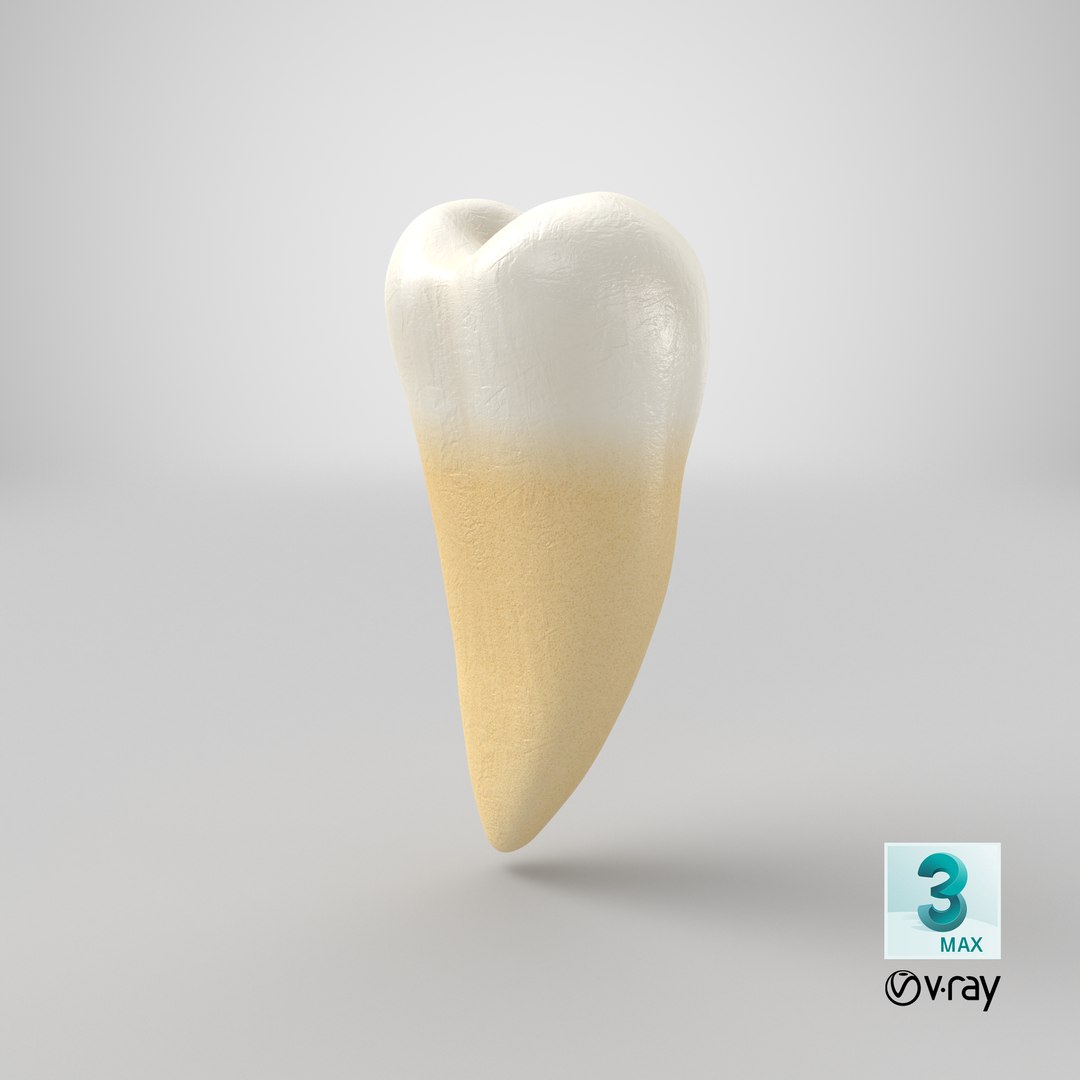 3D Realistic Upper Second Premolar Model - TurboSquid 1628077